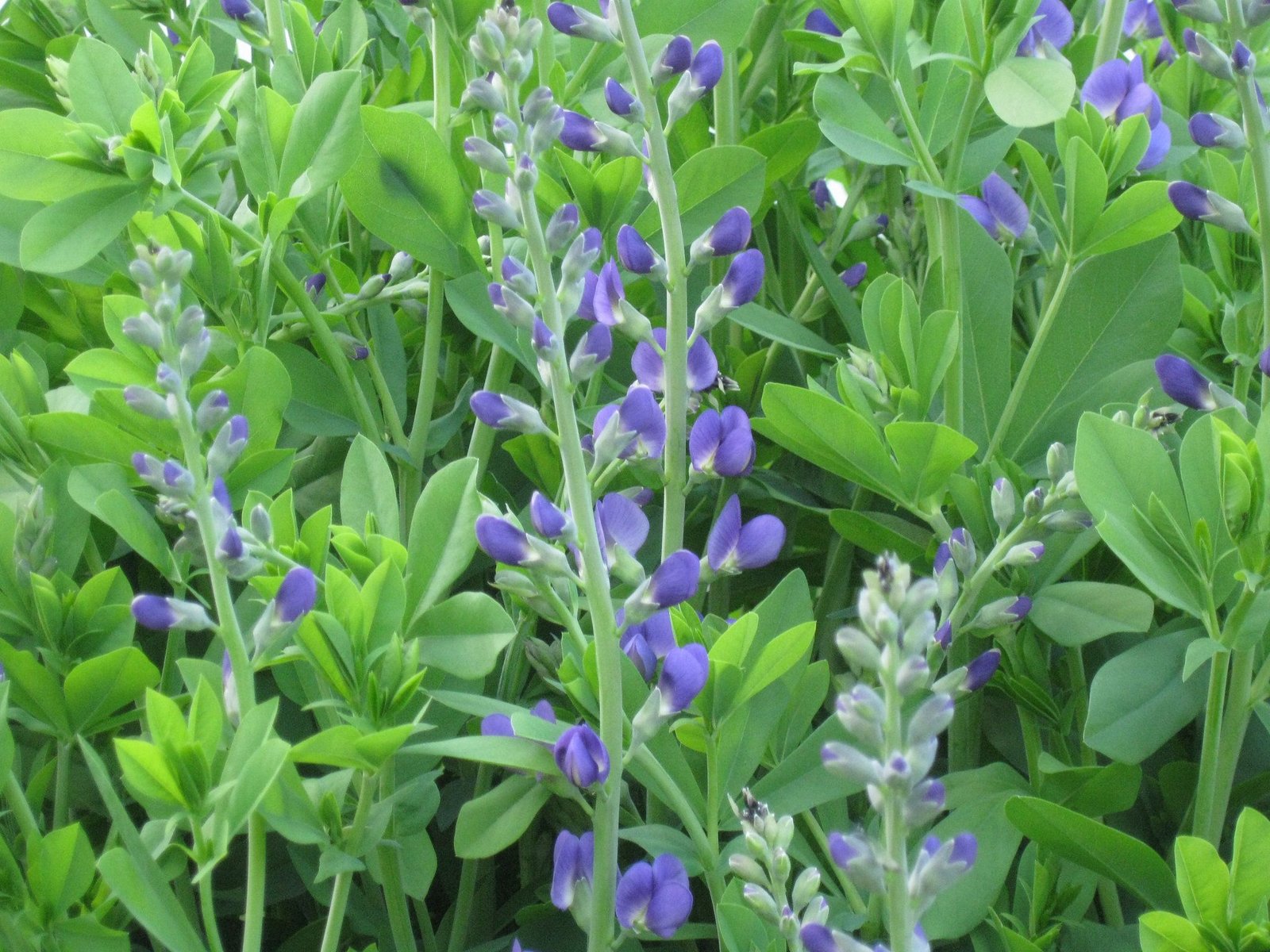 20 Medicinal Plants and Their Incredible Healing Properties