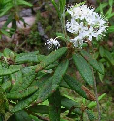 20 Medicinal Plants and Their Incredible Healing Properties