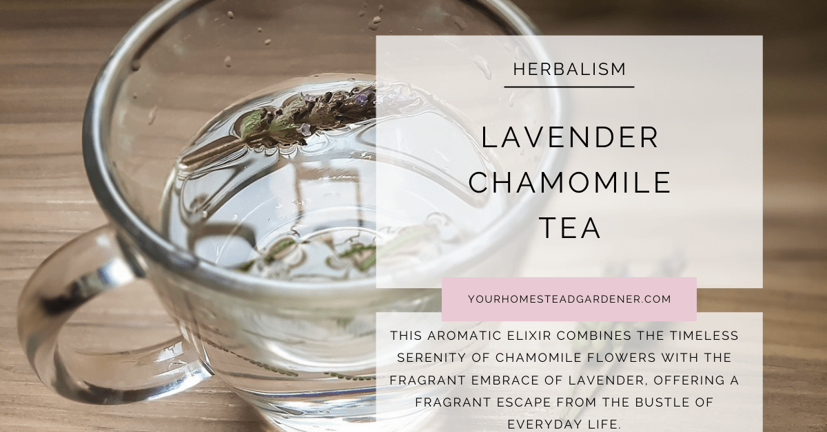 Calming Lavender Tea - Herbal Infusion - Herbal Remedies
