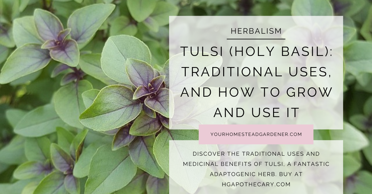 Tulsi (Holy Basil): Traditional Uses